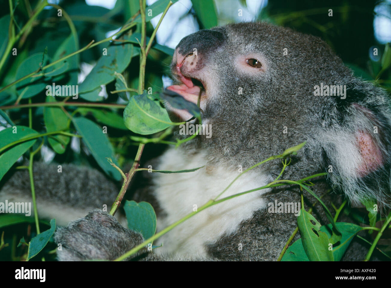 Koala eating Eucalyptus leaves, Brisbane, Queensland Stock Photo - Alamy