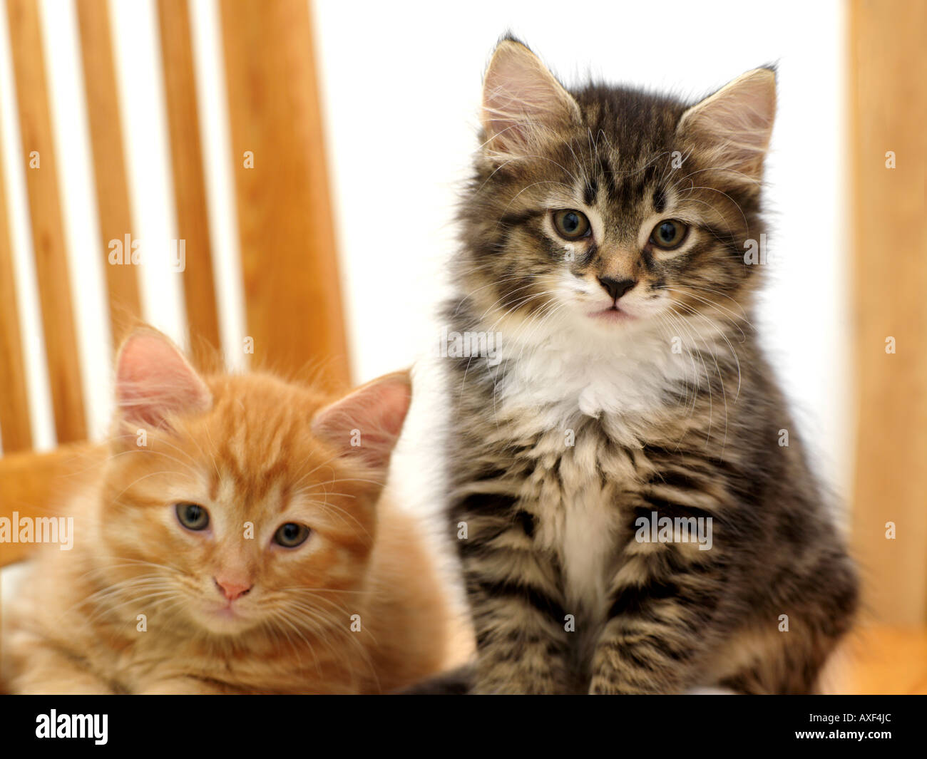Eight Week Old Kittens Ginger and Tabby Stock Photo - Alamy