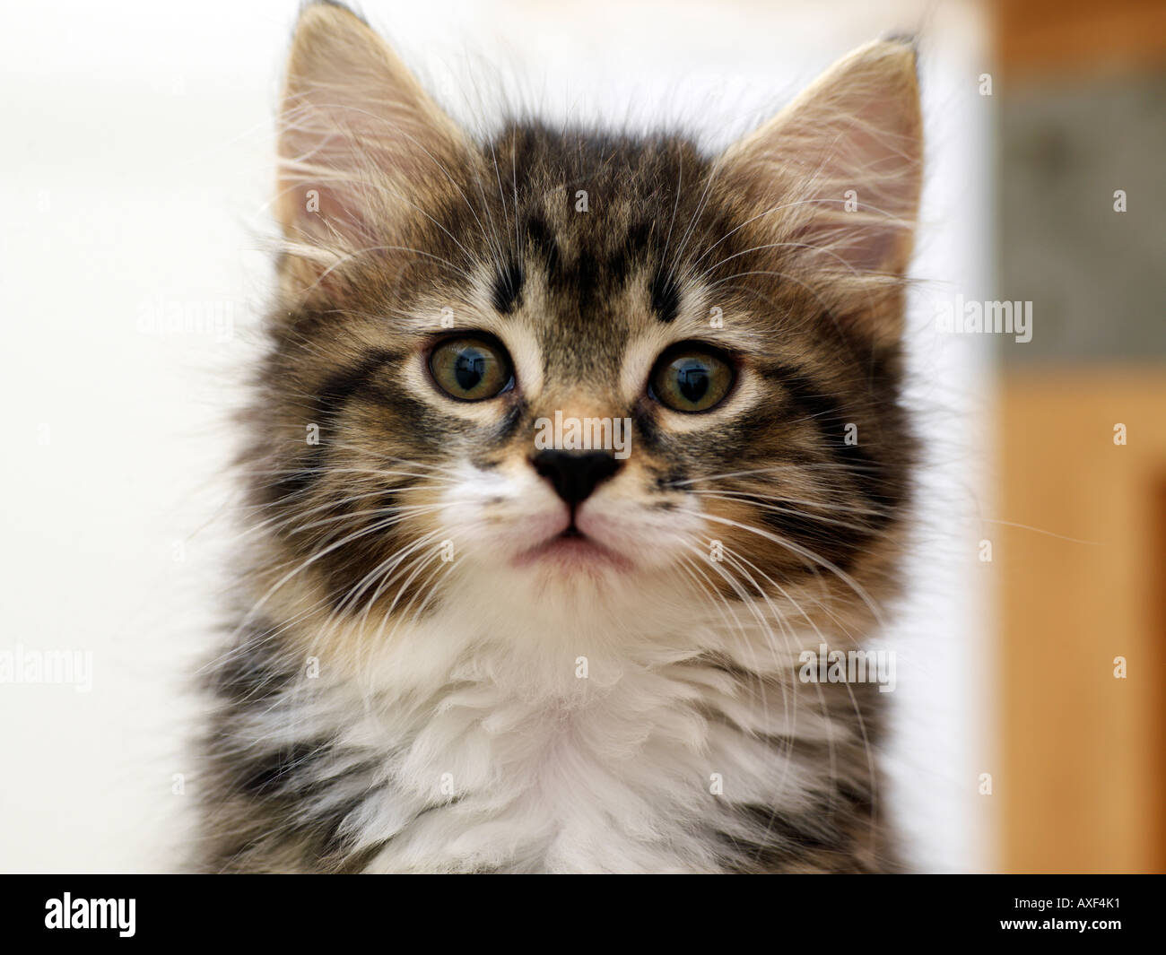 Eight Week Old Tabby Kittens Stock Photo - Alamy