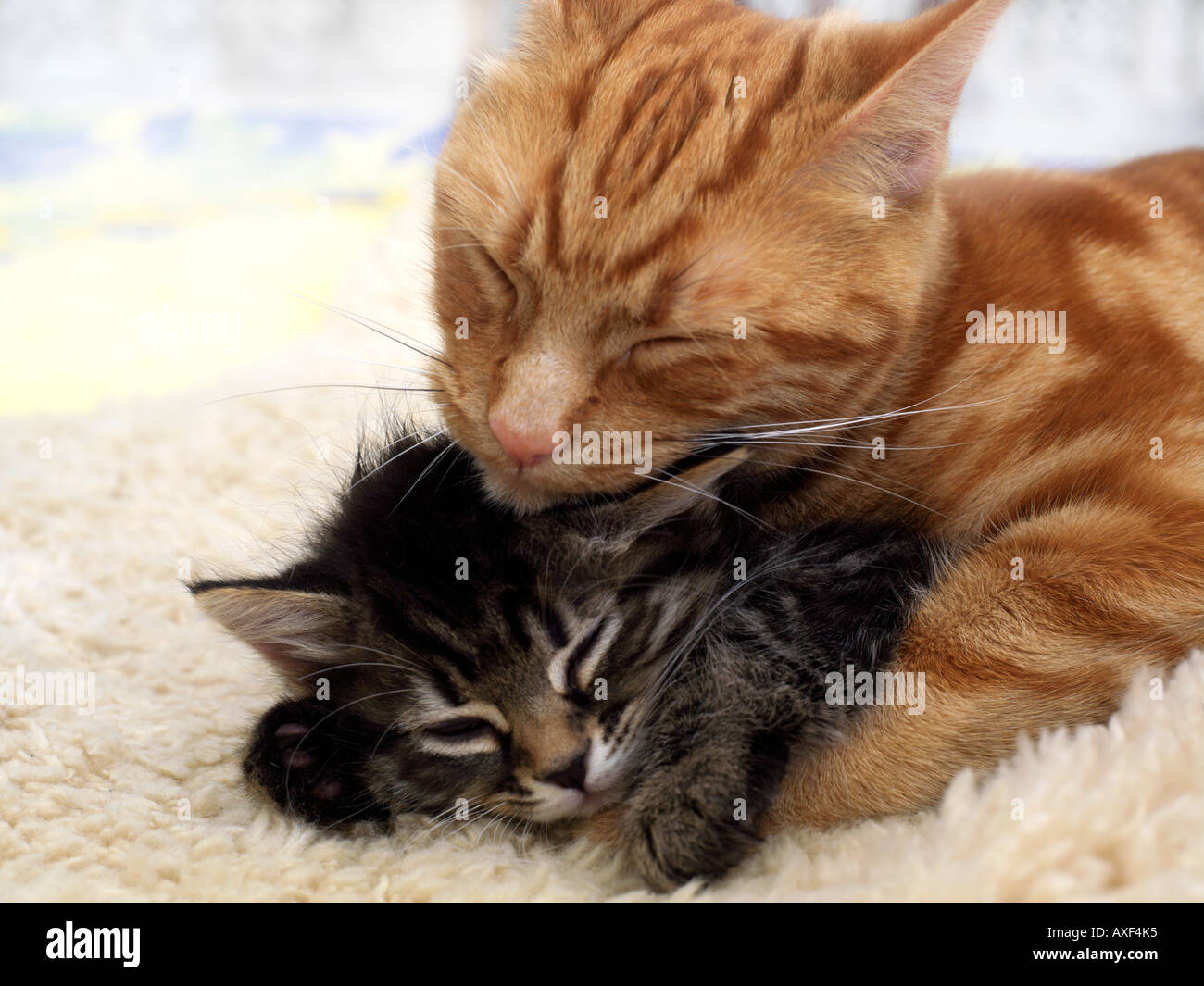 Eight Week Old Tabby Kitten being Washed by Year Old Ginger Tom Stock ...