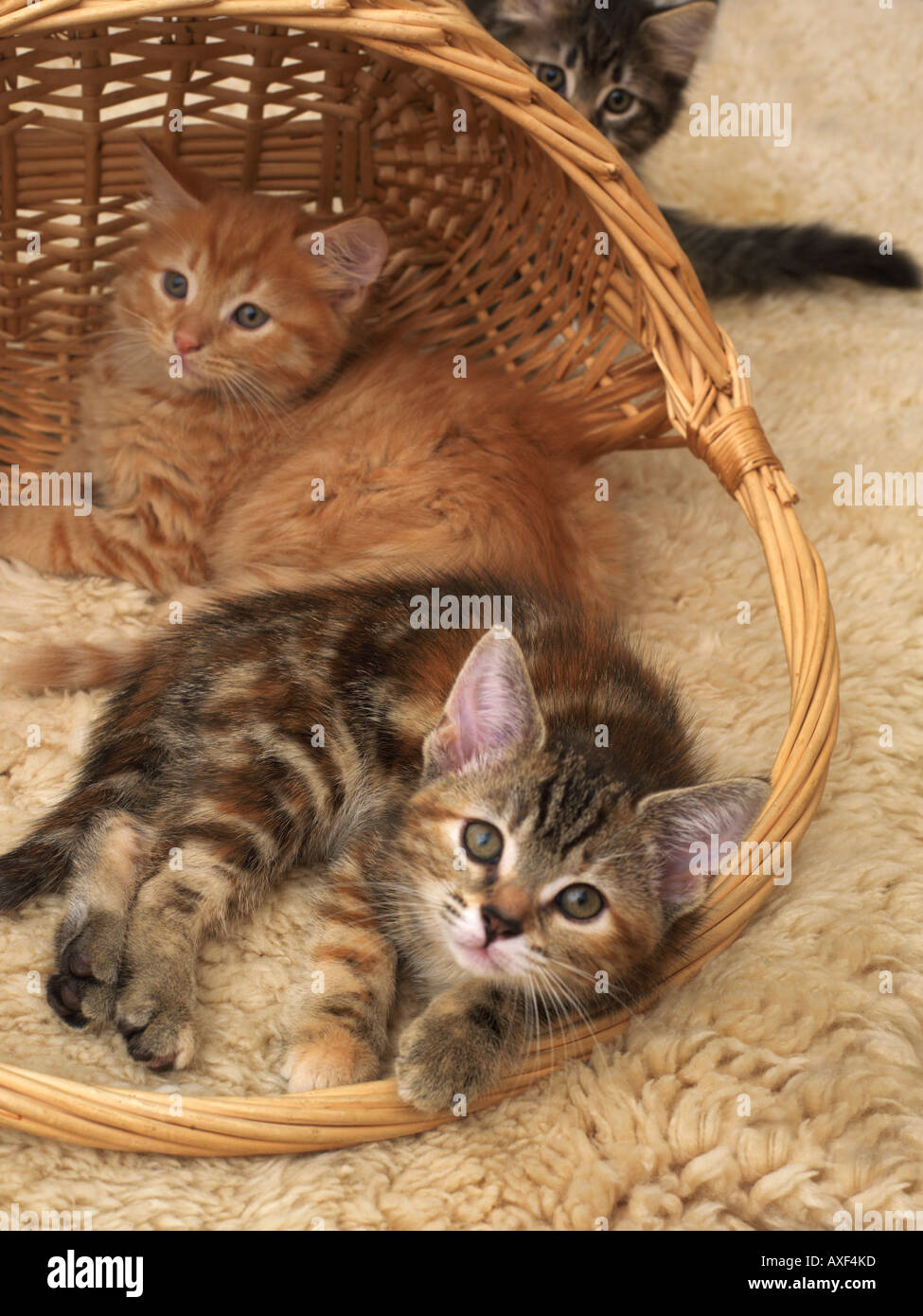 Eight week old tortoiseshell kitten hi-res stock photography and images ...