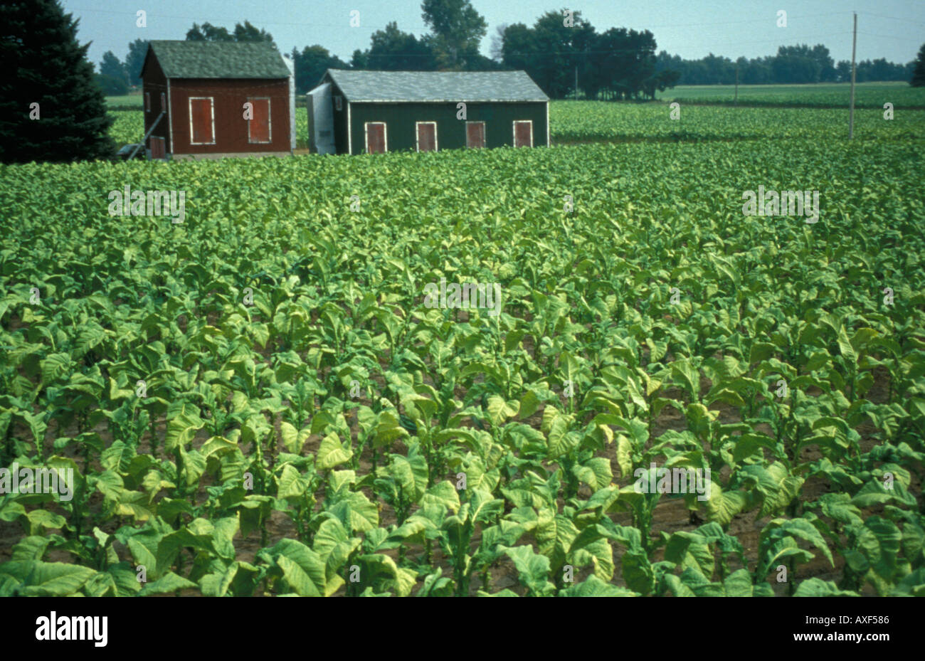 Tobacco hi-res stock photography and images - Alamy