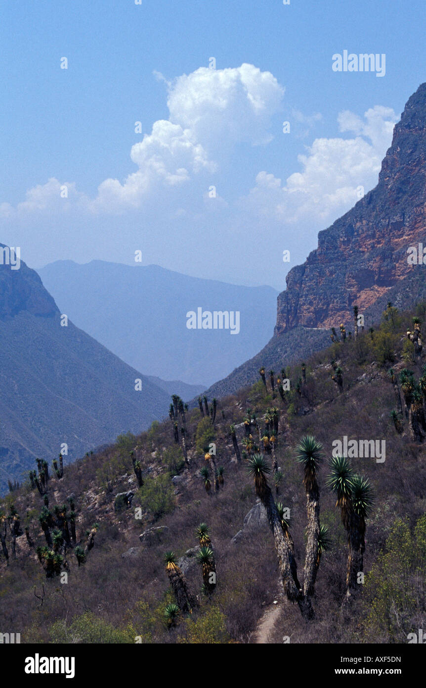 Sierra gorda biosphere hi-res stock photography and images - Alamy