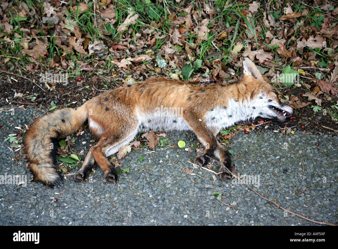 Basil brush fox hi-res stock photography and images - Alamy