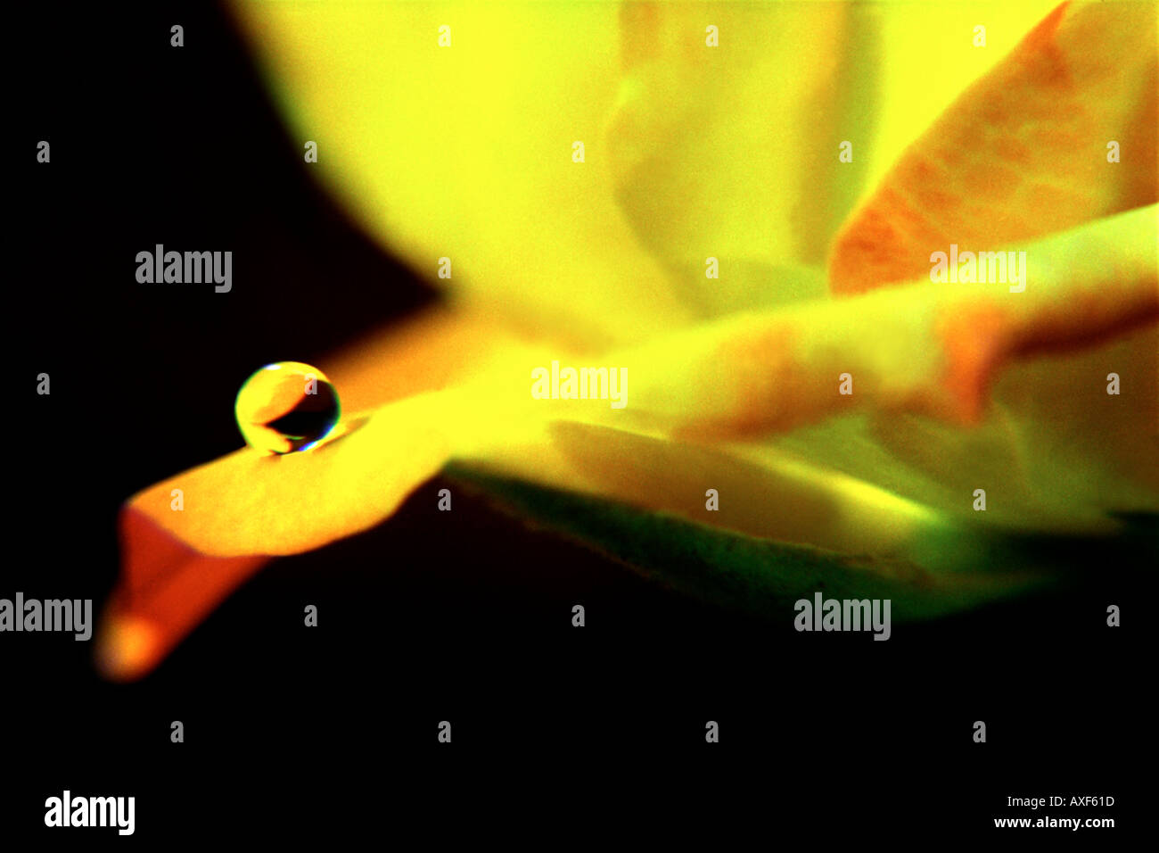 DEW ON ROSE Stock Photo - Alamy