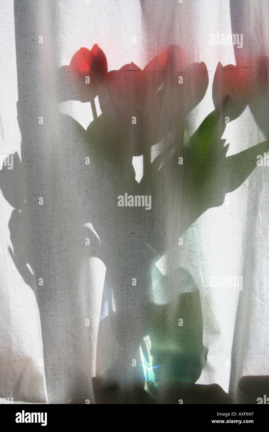 Shining tulips hi-res stock photography and images - Alamy