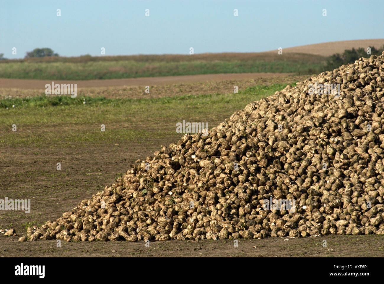 Suger beet hi-res stock photography and images - Alamy