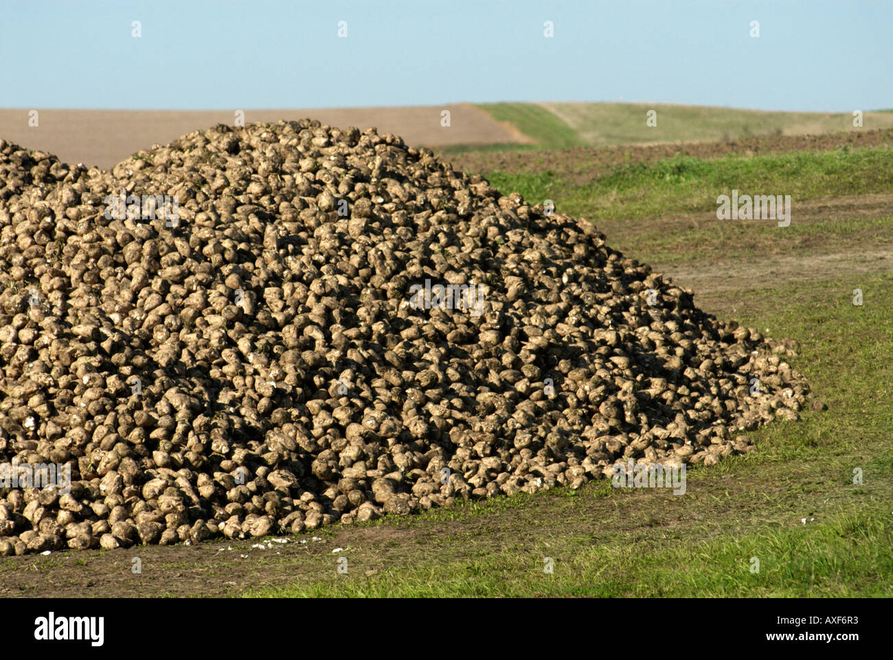 Suger beet harvest hi-res stock photography and images - Alamy