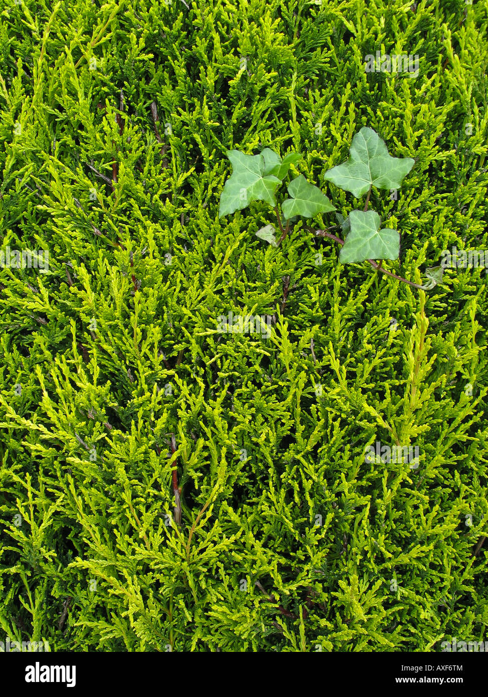 View of green ivy growing in a fir tree hedge Stock Photo - Alamy