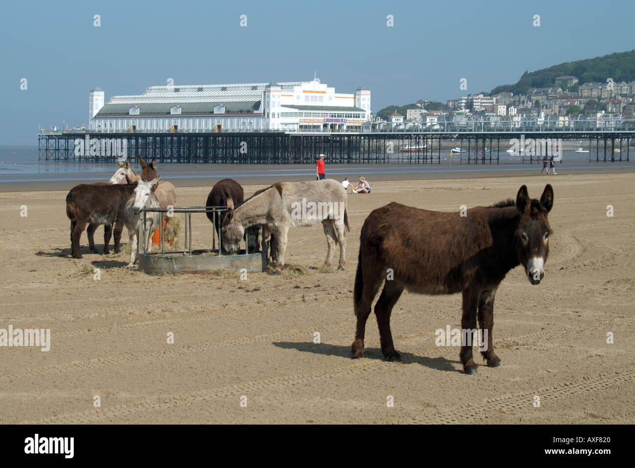 Weston Super Mare the main beach donkeys feeding Stock Photo - Alamy
