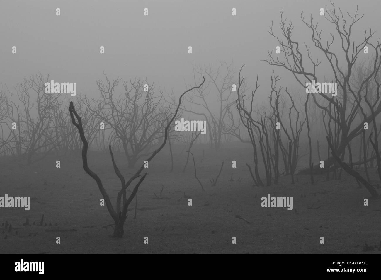 Fire devistation hi-res stock photography and images - Alamy