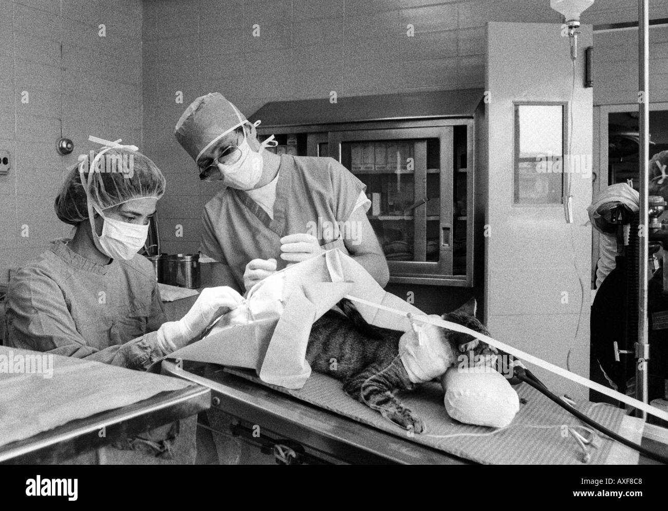 ASPCA veterinarians perform a surgical procedure on a cat Stock Photo ...