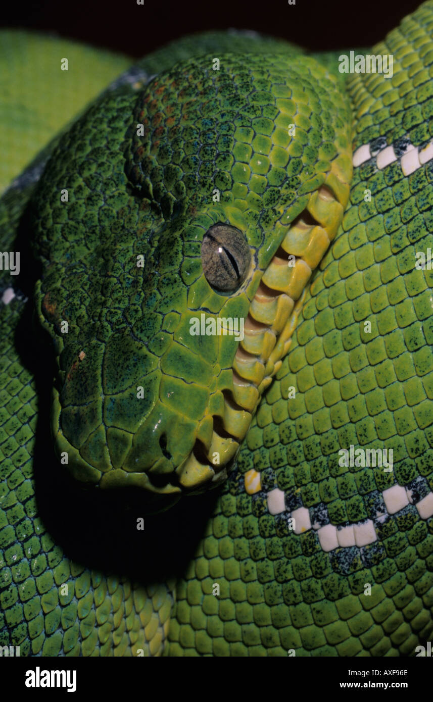 Emerald Tree Boa Stock Photo - Alamy
