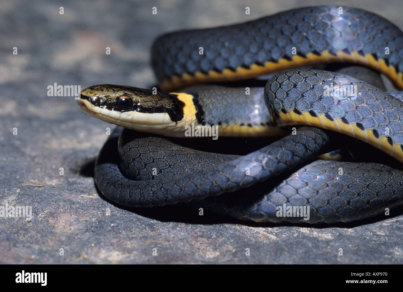 Ring Neck Snake Stock Photo - Alamy