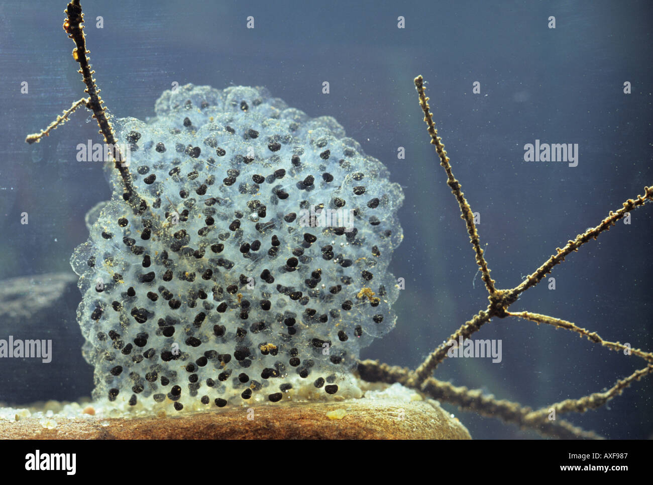 Wood Frog Eggs Stock Photo - Alamy