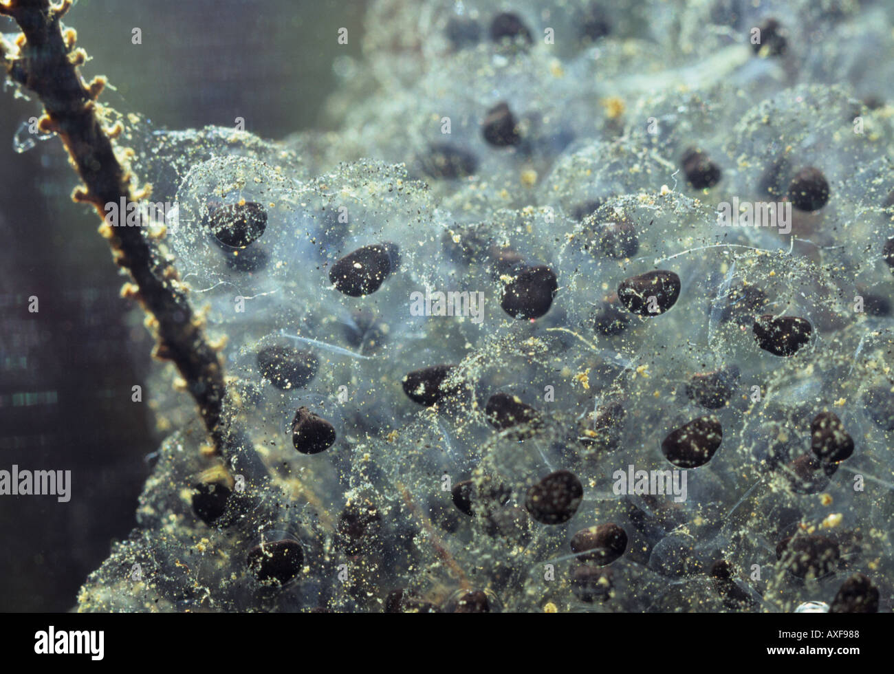 Wood Frog Eggs Stock Photo - Alamy