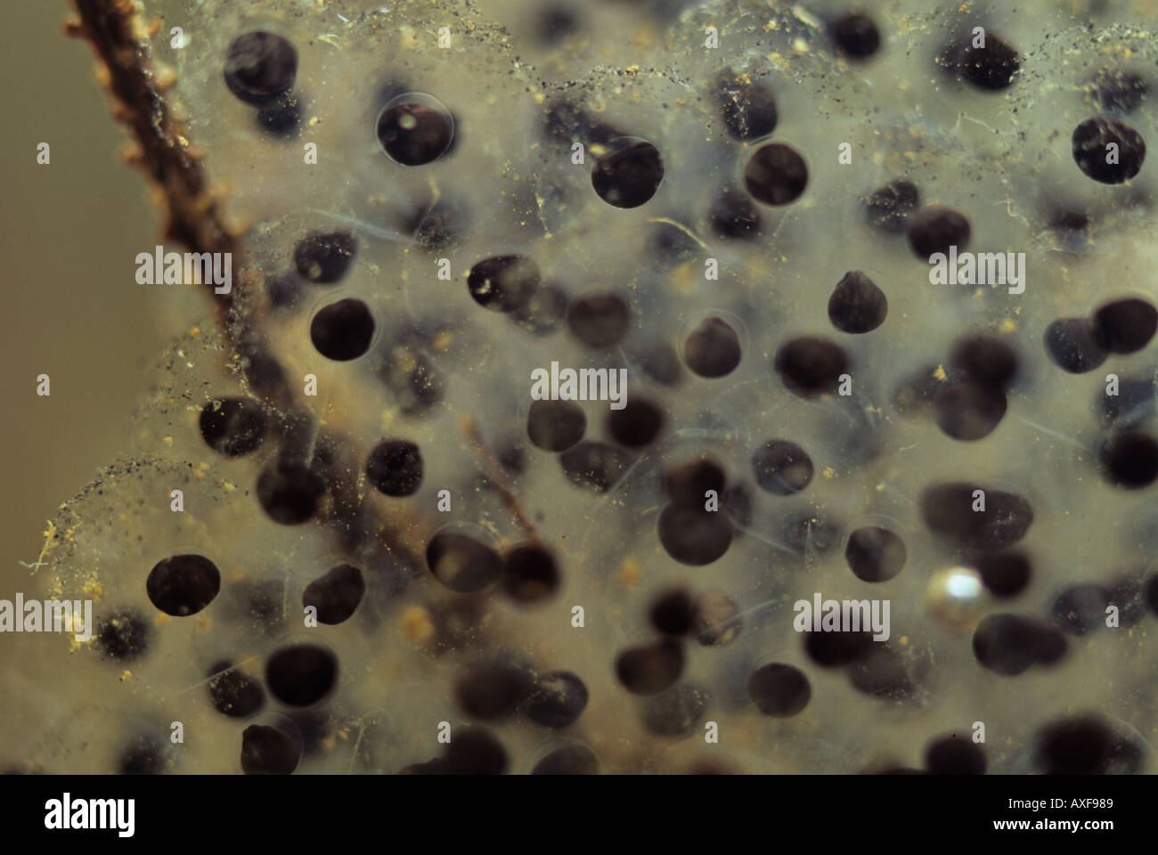 Wood Frog Eggs Stock Photo - Alamy