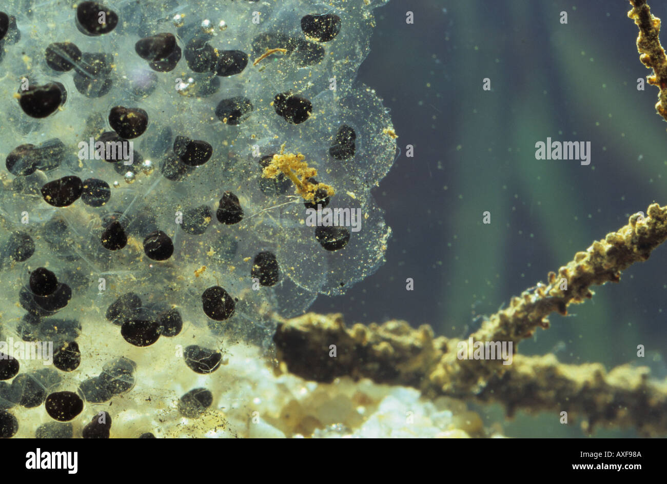 Wood Frog Eggs Stock Photo - Alamy