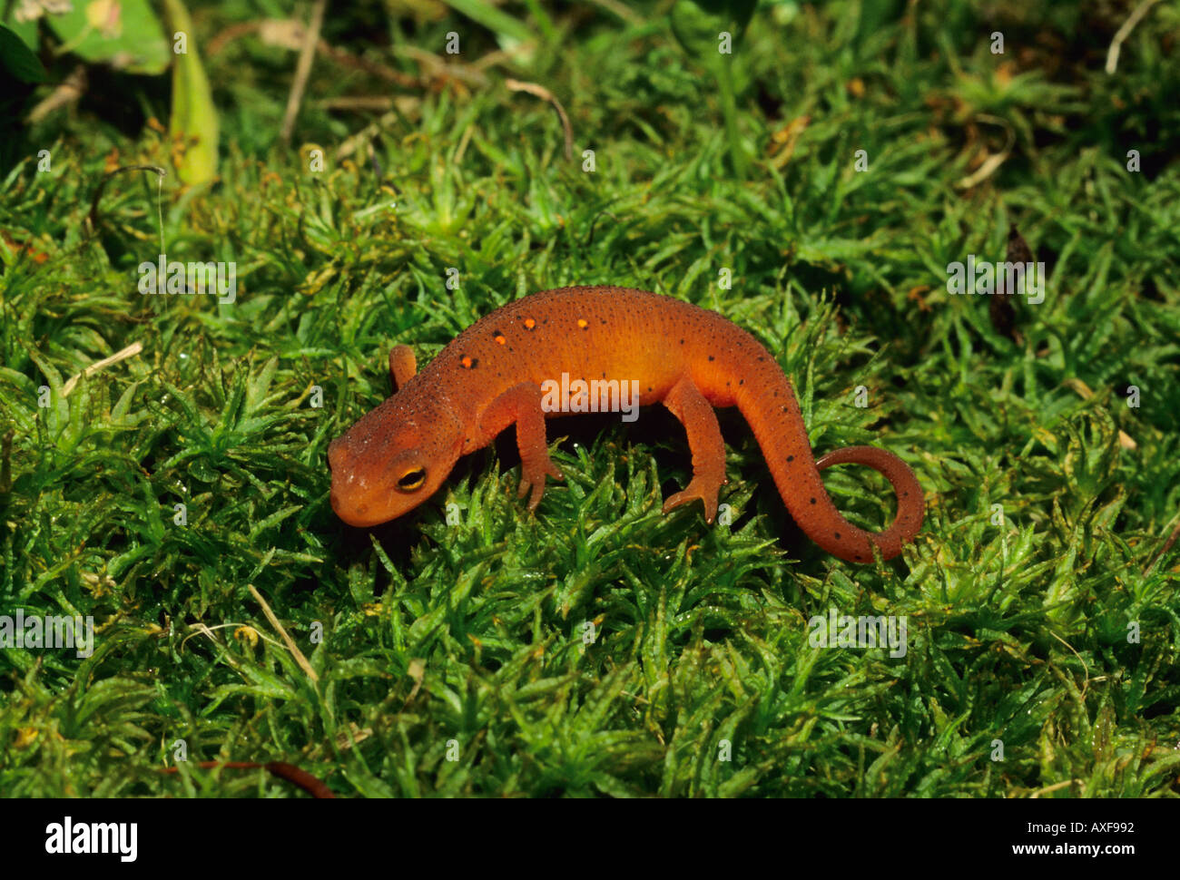Red eft hi-res stock photography and images - Alamy