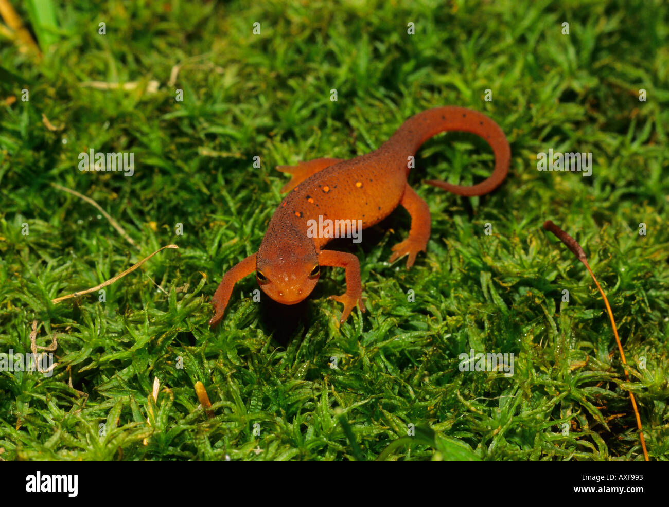 Eastern Newt Red Eft Stock Photo - Alamy