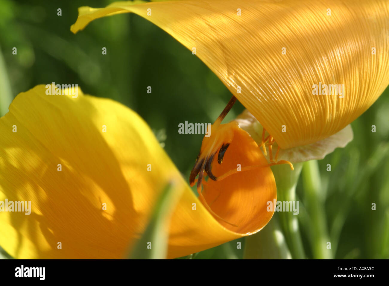 Petal form hi-res stock photography and images - Alamy