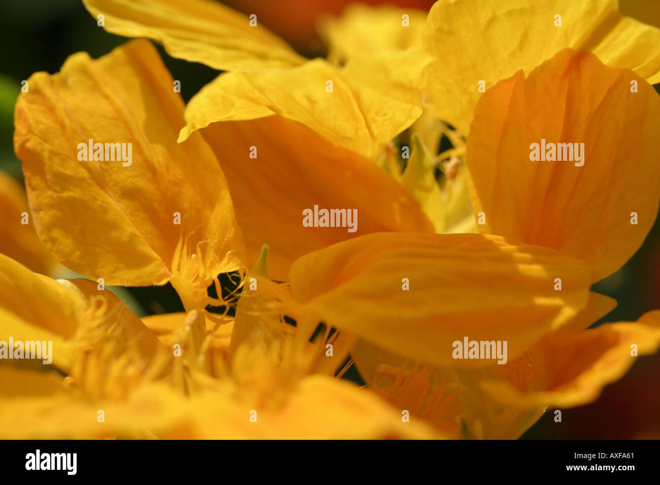 Graphic macro yellow flower hi-res stock photography and images - Alamy