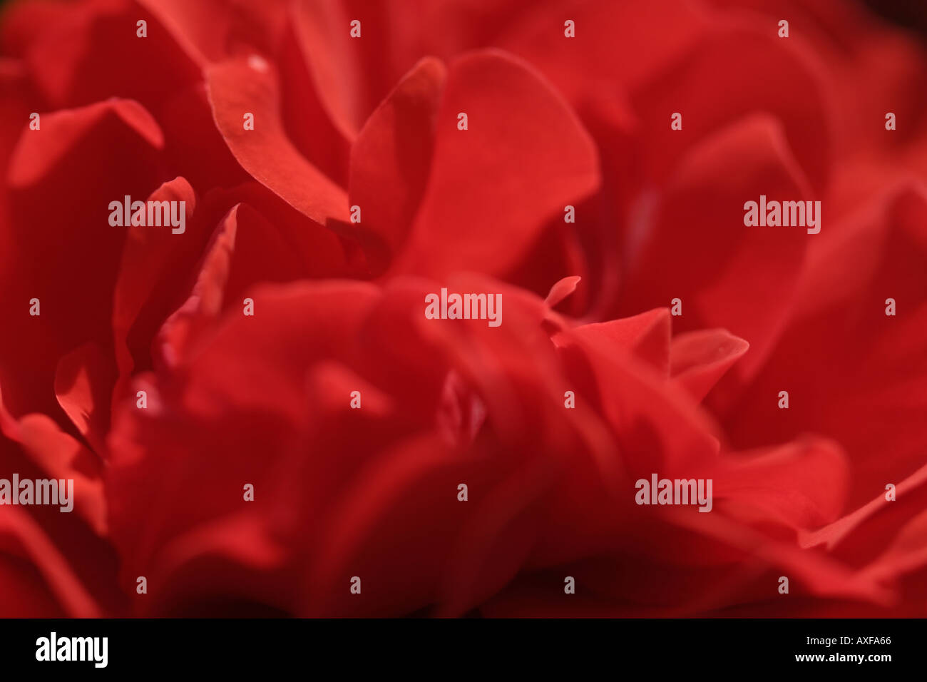 Ambiance rose petal hi-res stock photography and images - Alamy