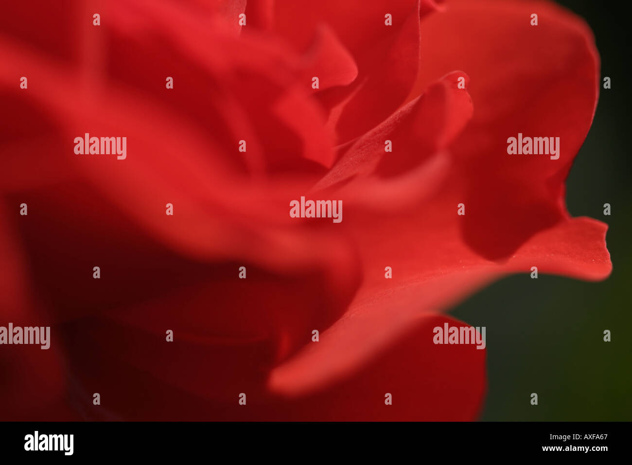 Ambiance rose petal hi-res stock photography and images - Alamy