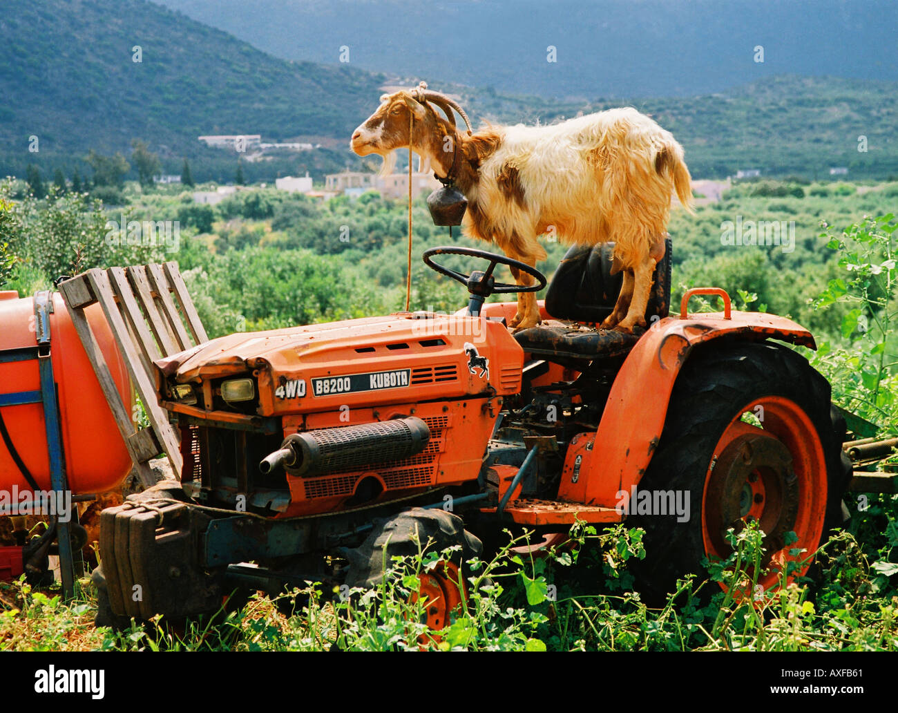 Goat truck hi-res stock photography and images - Alamy