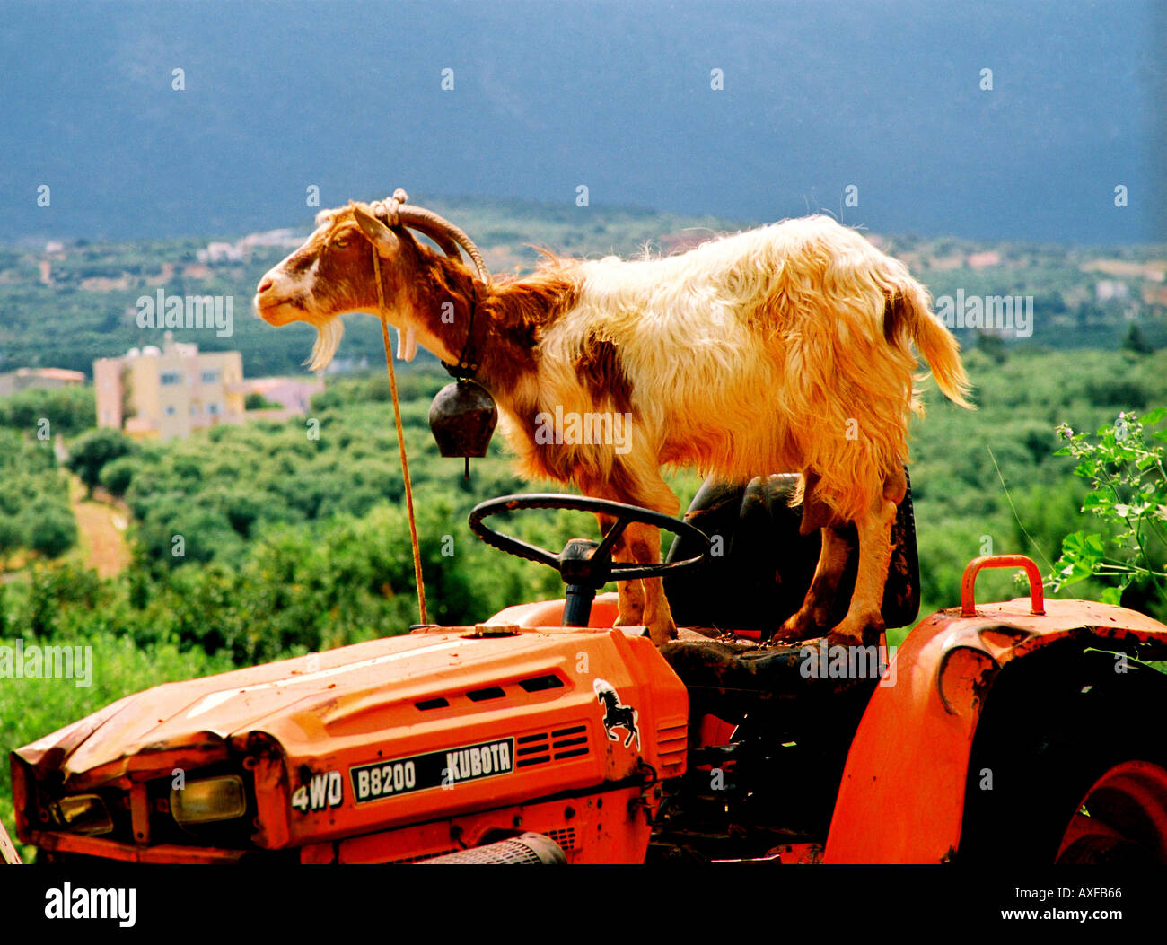 Goat truck hi-res stock photography and images - Alamy