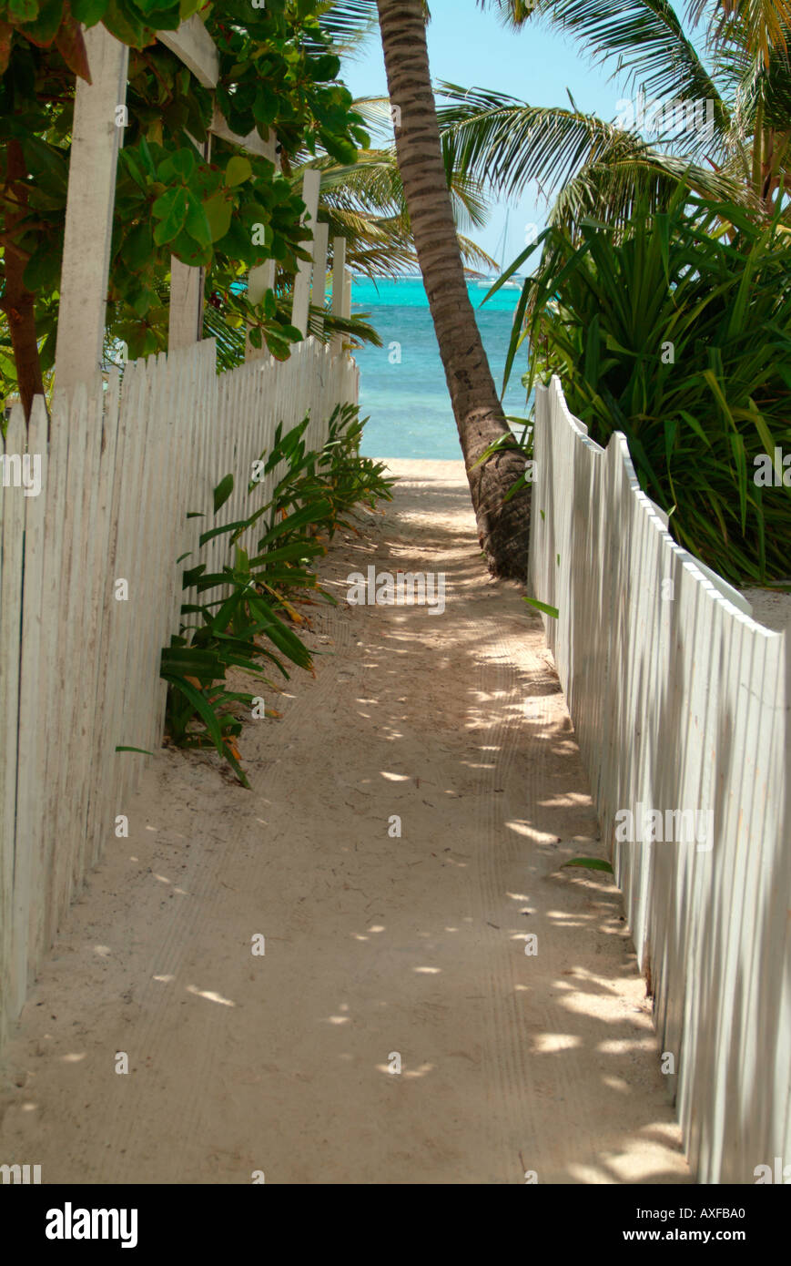 A fenced sandy walkway leads to a palm studded tropical beach Stock ...