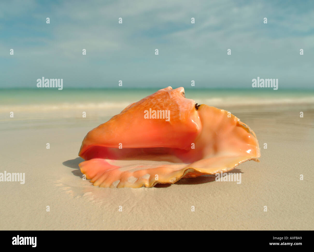Queen shell hi-res stock photography and images - Alamy