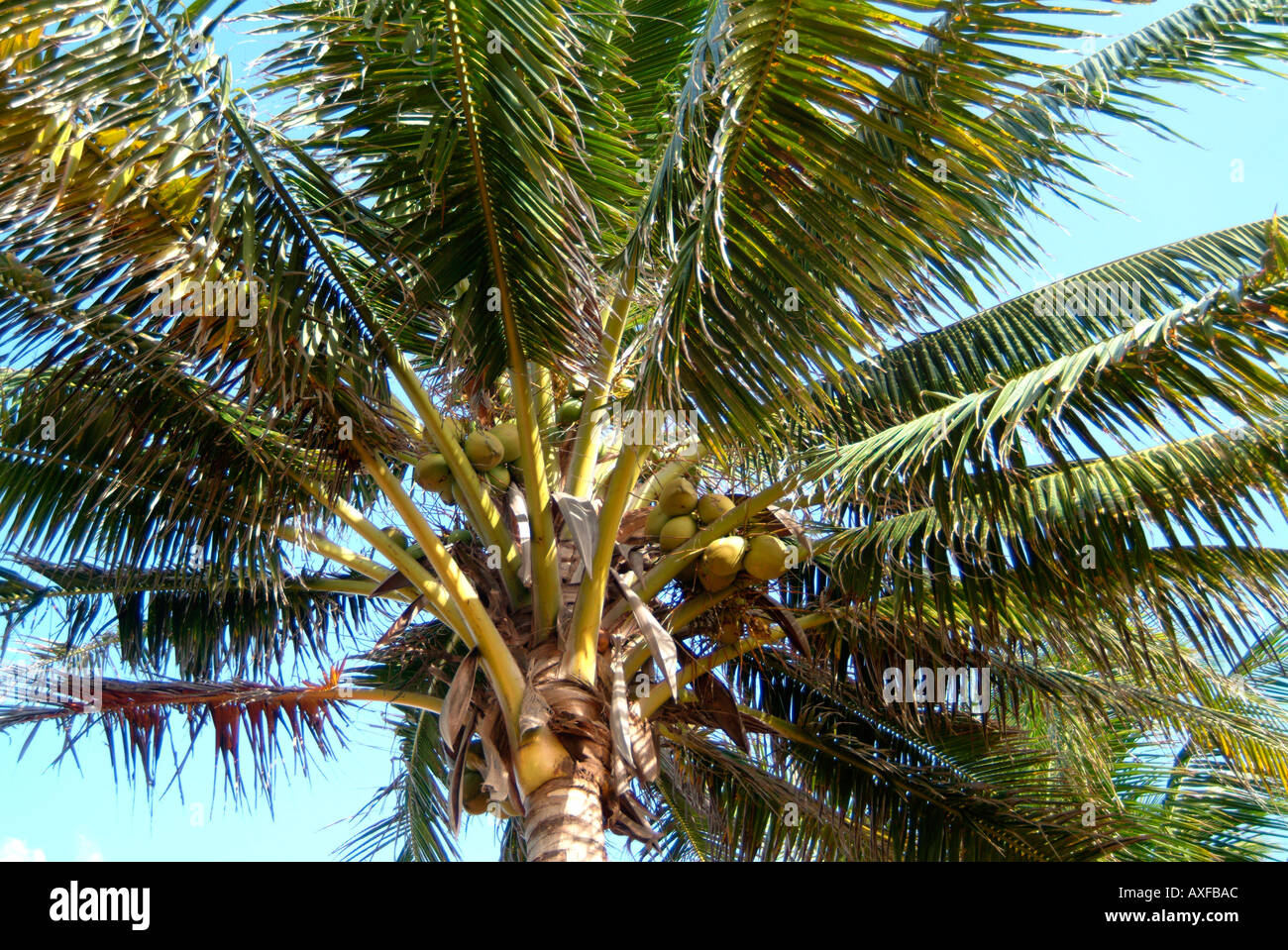 A close up of a coconut palm tree Stock Photo - Alamy