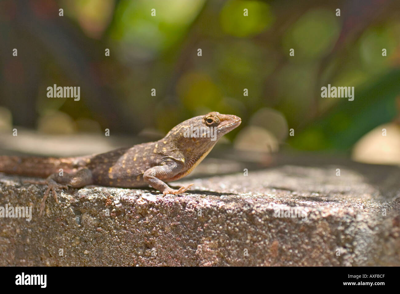 Maui gecko hi-res stock photography and images - Alamy