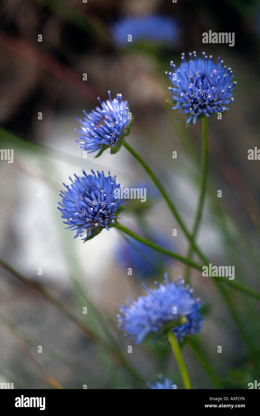 group bunch of purple cornflower growing in the wild Stock Photo - Alamy