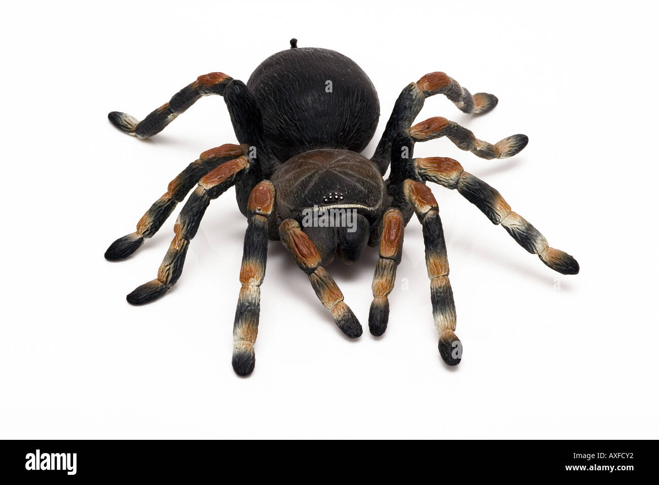 red knee tarantula spider toy plastic on white background Stock Photo ...