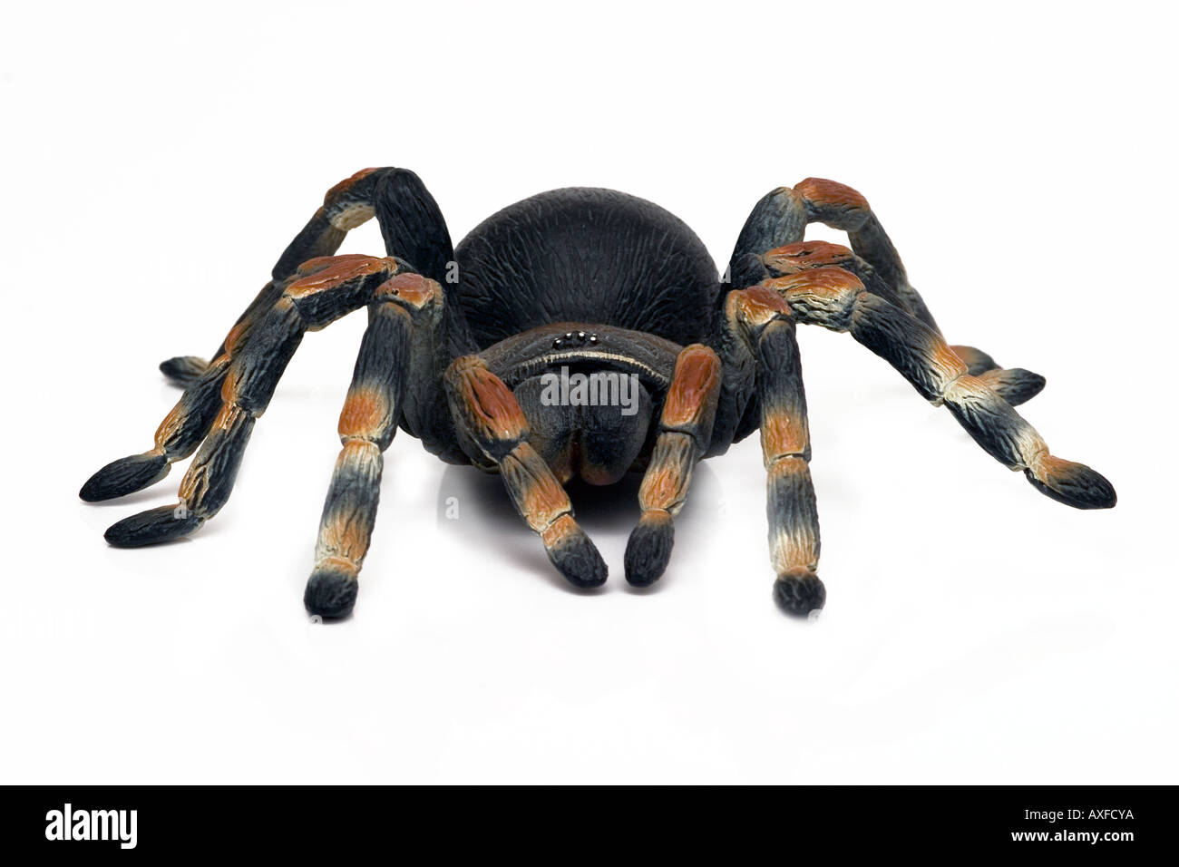 Red spider legs hi-res stock photography and images - Alamy