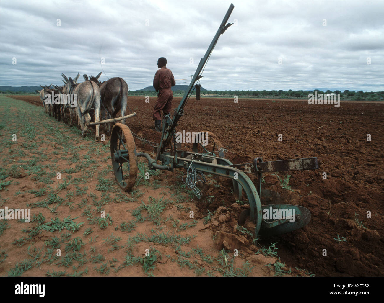 Ploughing the Fields Botswana Stock Photo - Alamy