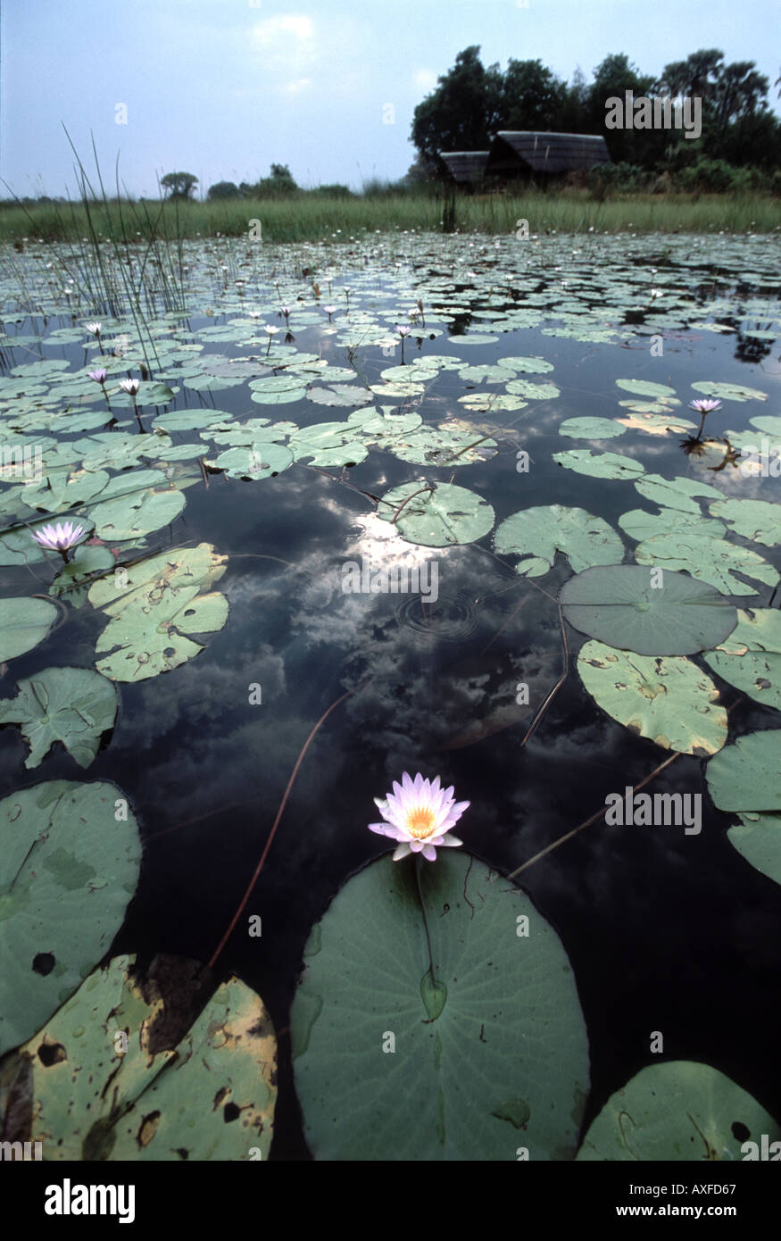 Kavango okavango river hi-res stock photography and images - Alamy