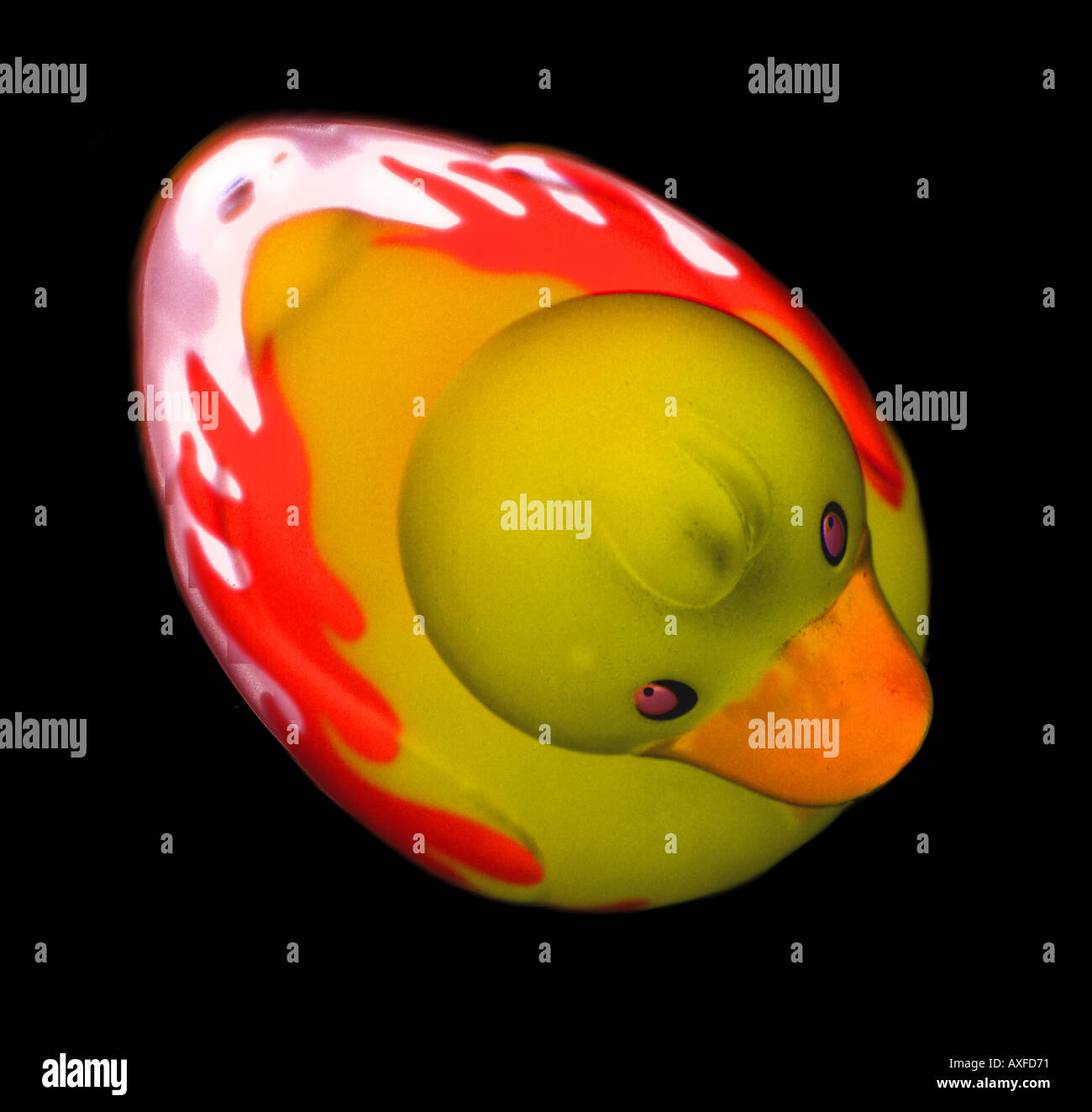 Anatomy of the ducks hi-res stock photography and images - Alamy