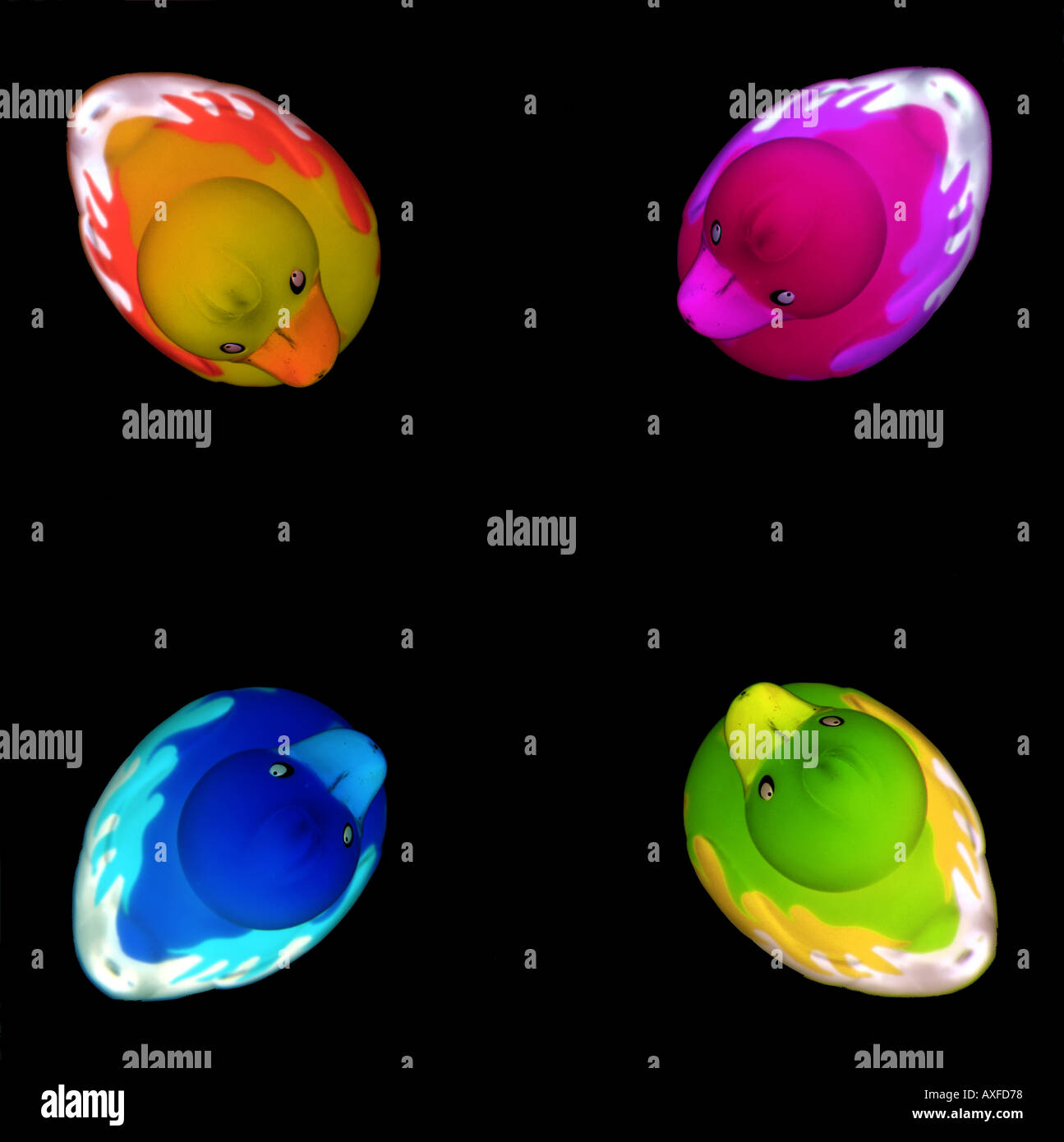 Anatomy of the ducks hi-res stock photography and images - Alamy