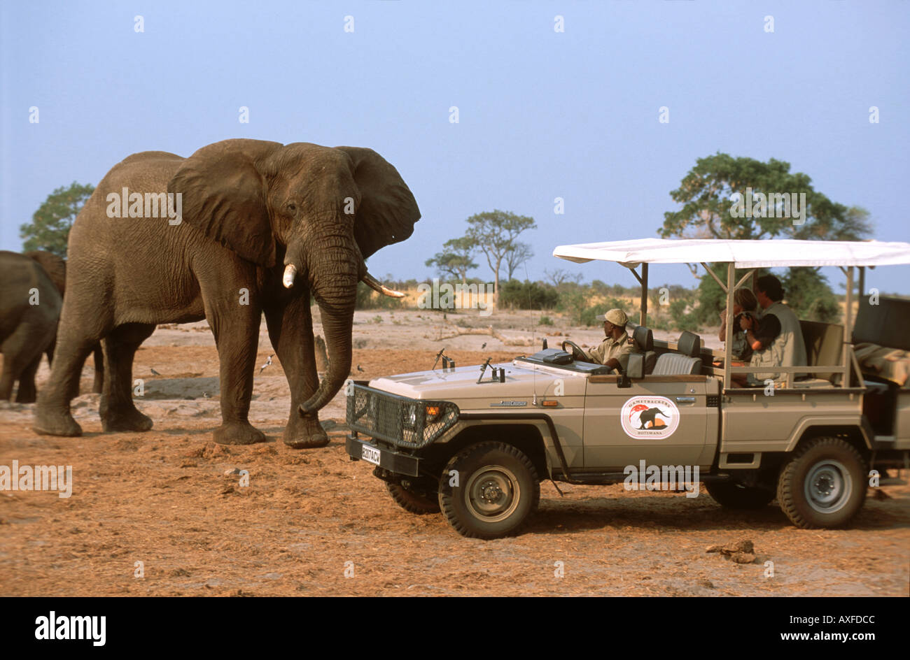 Elephant watching tourists Stock Photo - Alamy