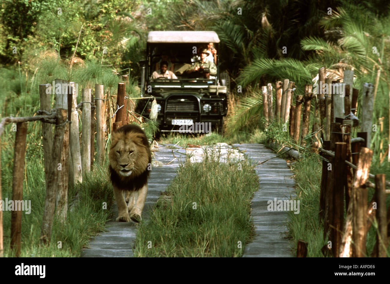 Lion on a Bridge Stock Photo - Alamy