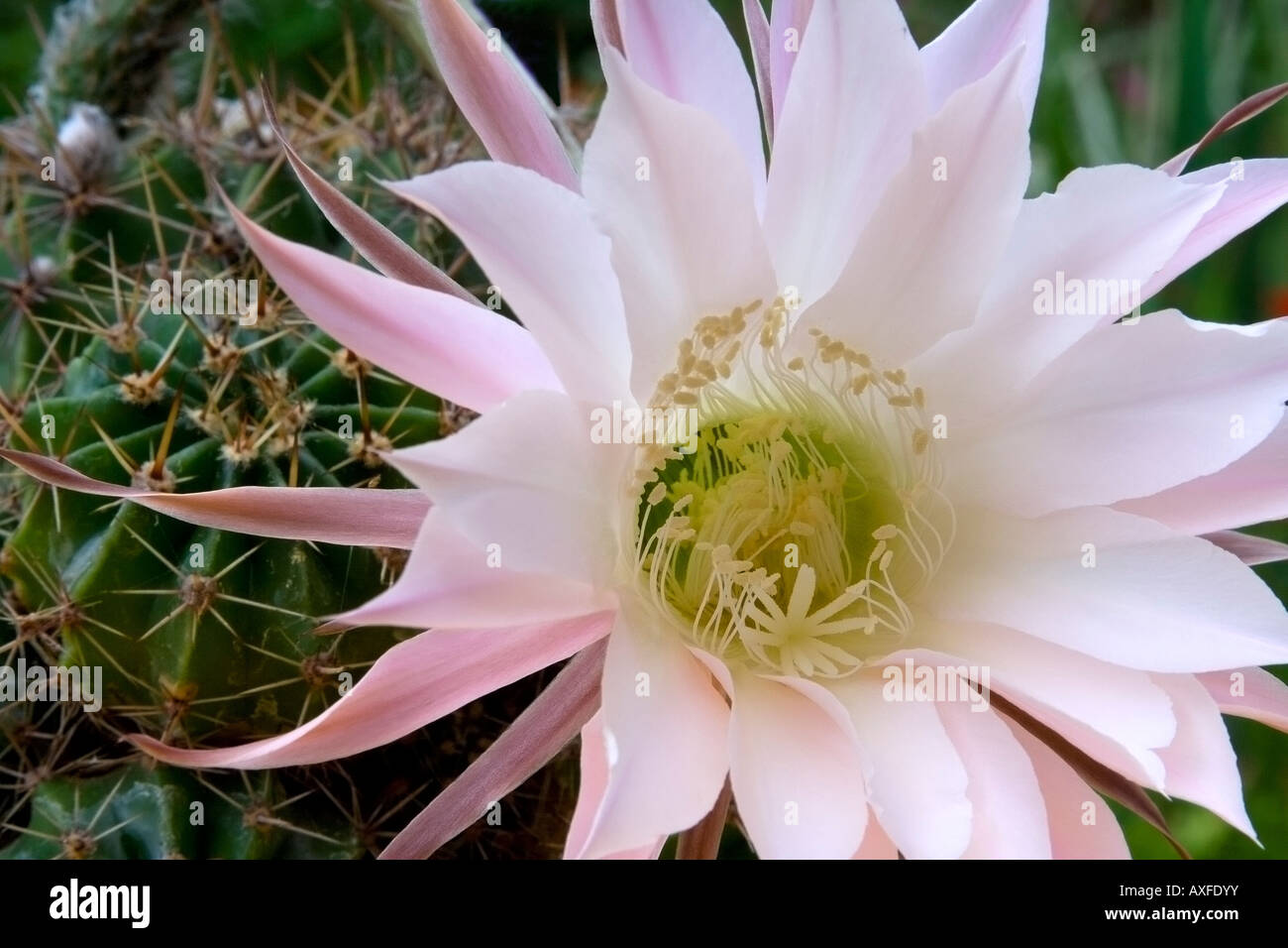 Uk cactus close up plant spines hi-res stock photography and images - Alamy