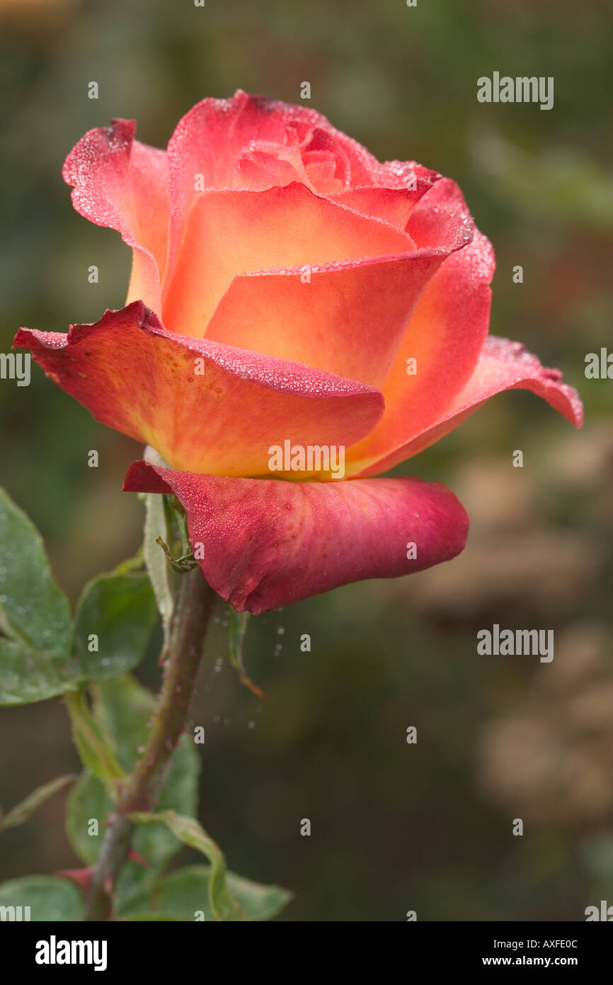 Caribbean Rose Woodland Park Rose Garden Seattle Washington Stock Photo ...