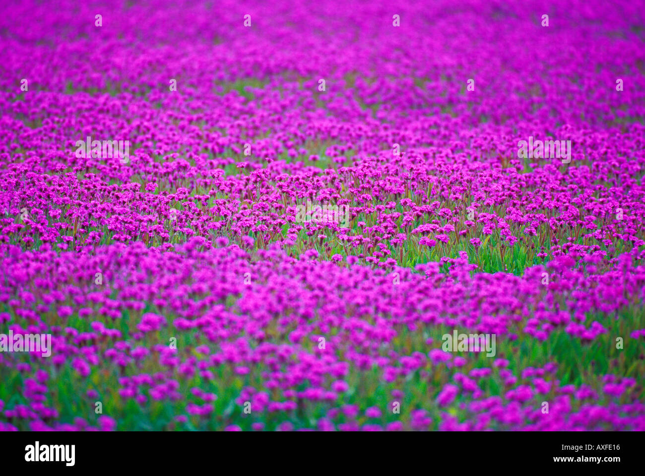 Texas Wildflowers purple Tuber Vervain Stock Photo - Alamy