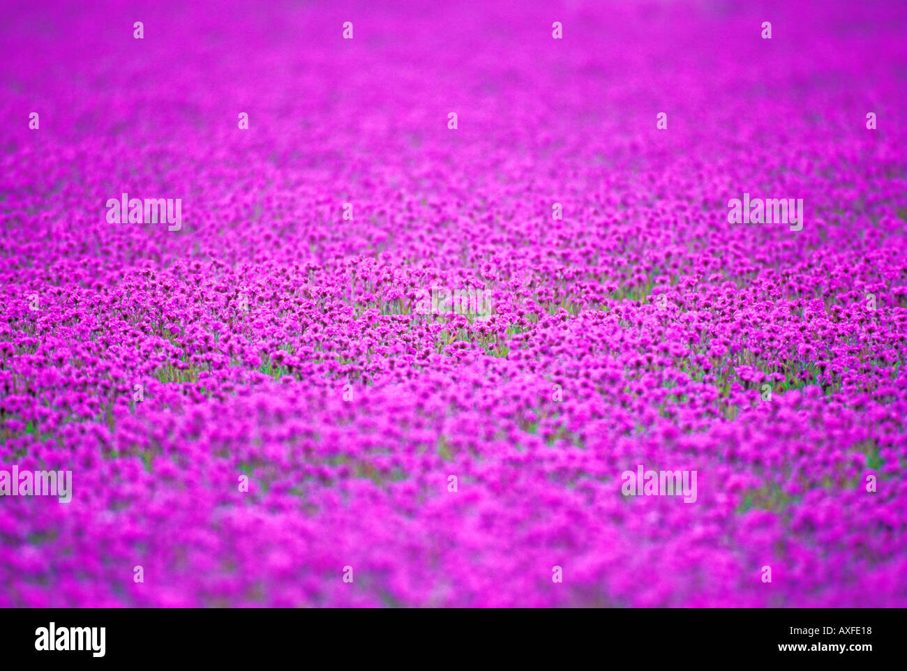 Texas Wildflowers purple Tuber Vervain Stock Photo - Alamy