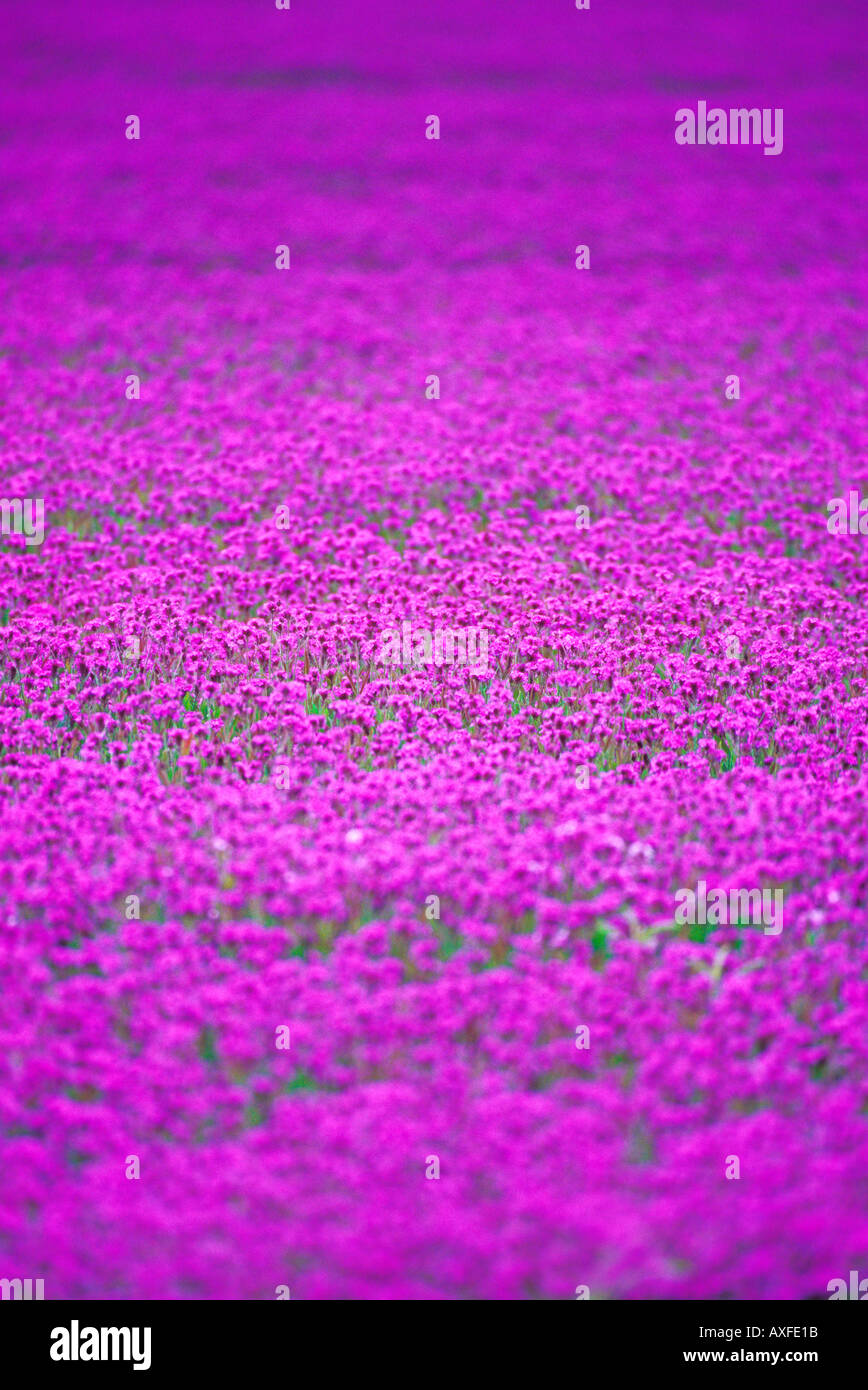 Texas Wildflowers purple Tuber Vervain Stock Photo - Alamy