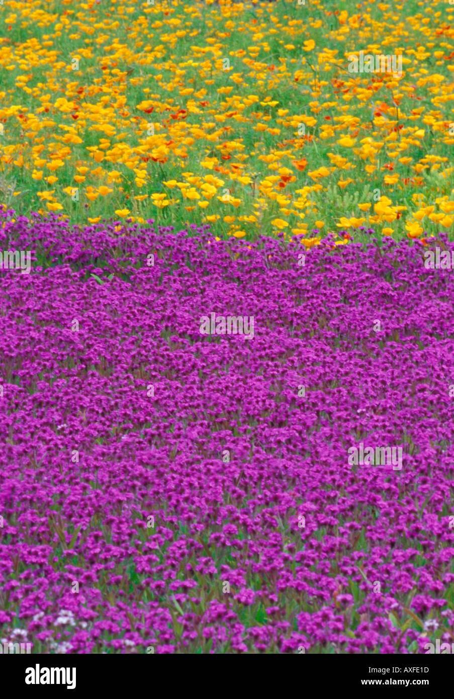 Texas Wildflowers purple Tuber Vervain Stock Photo - Alamy