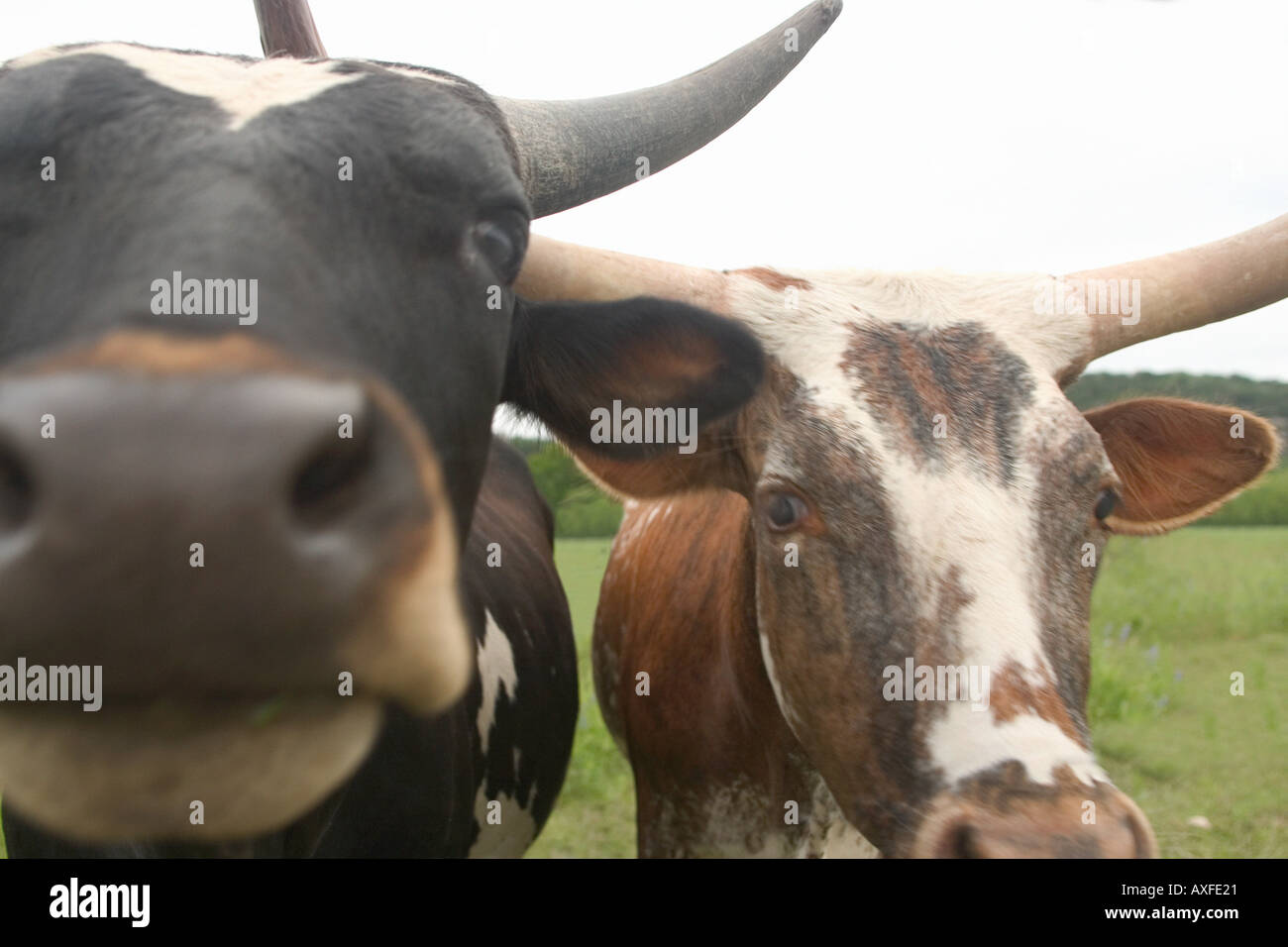 Steers close up Stock Photo - Alamy